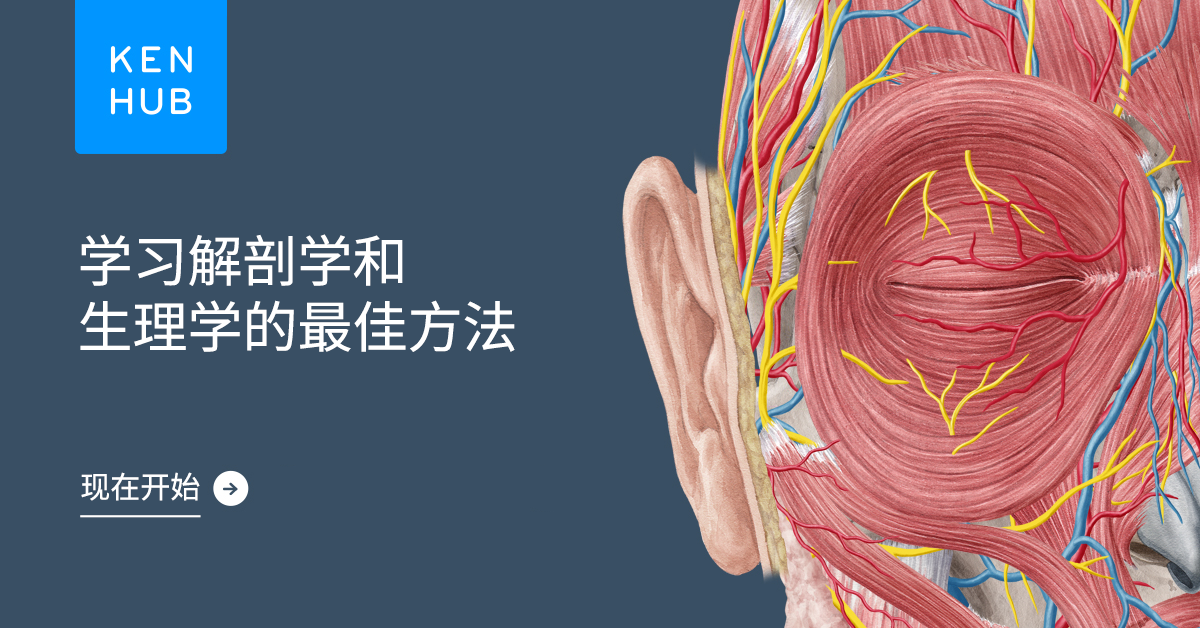 Online human anatomy courses and classes | Kenhub